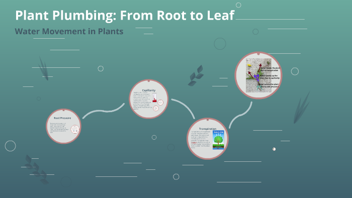Water Movement in Plants by H L on Prezi