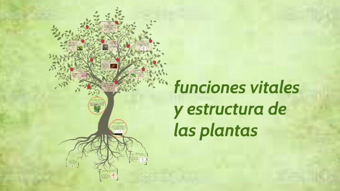 funciones vitales y estructura de las plantas by Laura García on Prezi Next