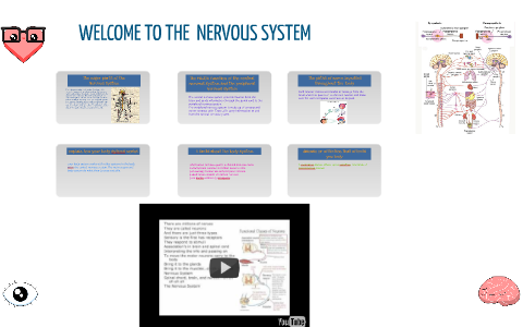 welcome to the nervous system by halee murphy on Prezi
