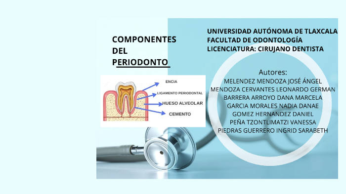 componentes del periodonto by Dana García on Prezi