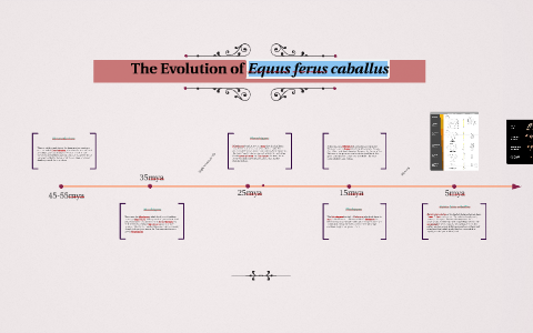 The Evolution of Equus ferus caballus by Anne Rouleau on Prezi