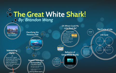 The Great White Shark! by Brandon Wang on Prezi