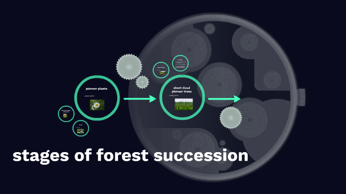 stages of forest succession by jasmine hannon on Prezi