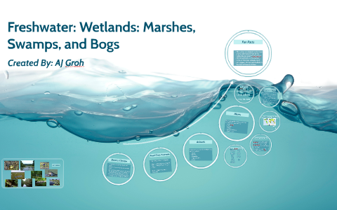 Freshwater: Wetlands: Marshes, Swamps, and Bogs by on Prezi