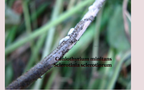 Coniothyrium minitans by Alex Stone on Prezi