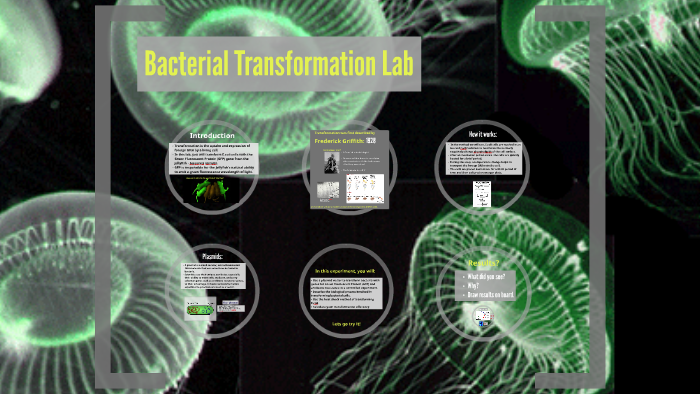 AP Biology- Bacterial Transformation Lab by Sarah Blechacz on Prezi