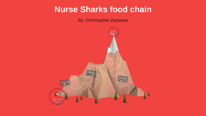 Nurse Sharks food chain by christopher zumaran on Prezi