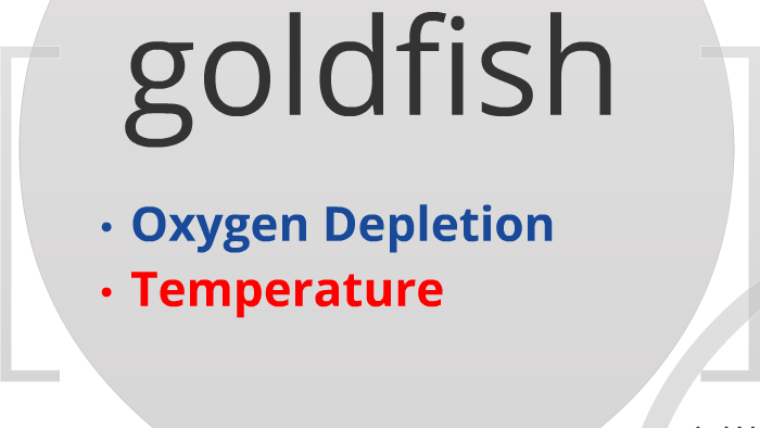Goldfish Experiment by Phoebe Lee on Prezi
