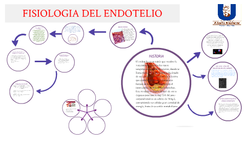 FICIOLOGIA DEL ENDOTELIO by on Prezi
