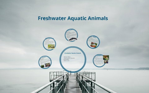 Freshwater Aquatic Animals by Madison Tibbatts on Prezi