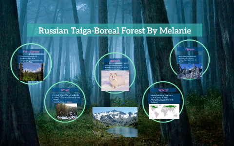 Russian Taiga-Boreal Forest By Melanie by Melanie Liyanage on Prezi