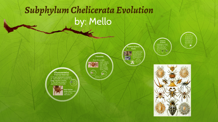 Subphylum Chelicerata Evolution by Mello Man on Prezi