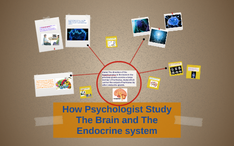 How Psychologist Study The Brain and The Endocrine system by Isabelle ...