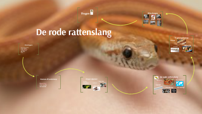 slang als huisdier by Davis Bates on Prezi