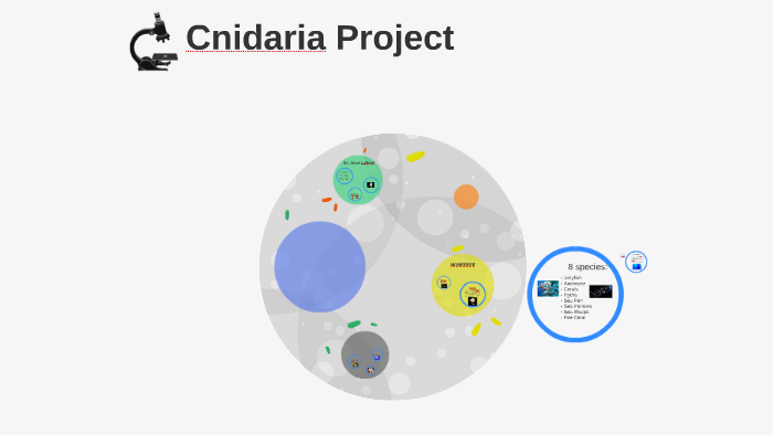 Cnidaria Project by Jason Lofland on Prezi