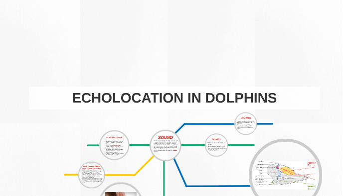 echolocation in dolphins finished by maddy morgan