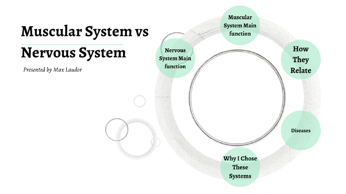 Muscular System vs Nervous System by Max Laudor on Prezi