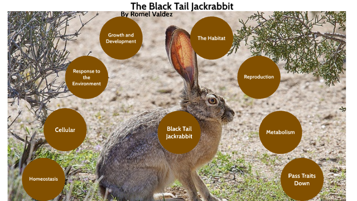 First Encounter Critter: Black tail Jack Rabbit by Romel V. on Prezi