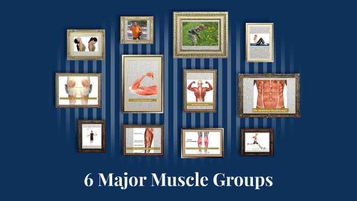 6 Major Muscle Groups by Madison Garren on Prezi