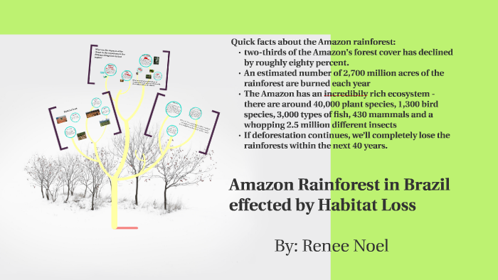 Amazon Rainforest effected by Habitat Loss by Renee Noel on Prezi