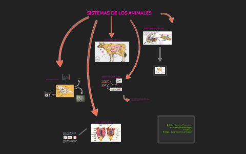 sistema digestivo (la vaca) by Grace Leiva on Prezi