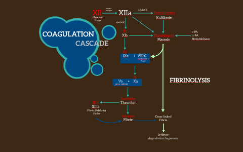 Plasminogen Deficiency by Jorge Arellano on Prezi