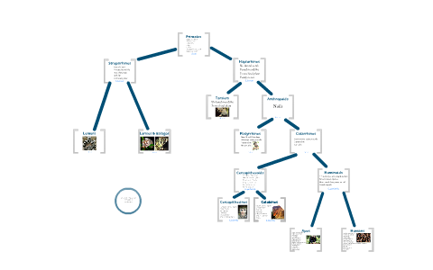 Primate Chart by Karin Schultz on Prezi