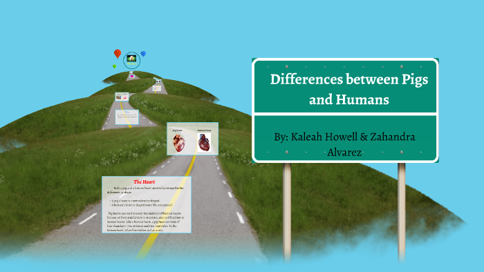 Differences between Pigs and Humans by kaleah howell on Prezi
