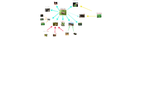 Montego Bay Jamaican food web by Drew Dunham on Prezi