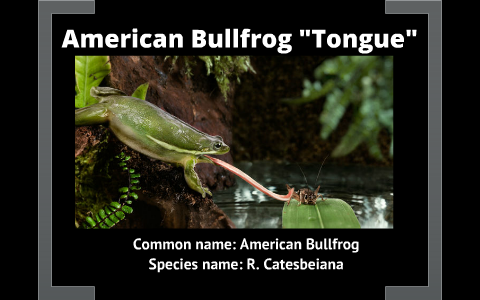 American bullfrog "tongue" by MBGbiology 2012 on Prezi
