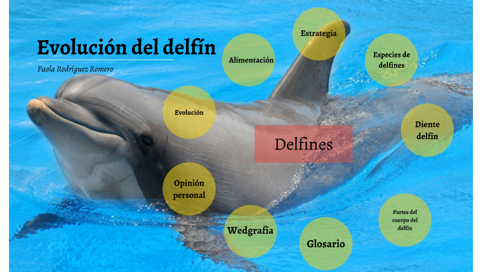 delfín by paola rodriguez on Prezi
