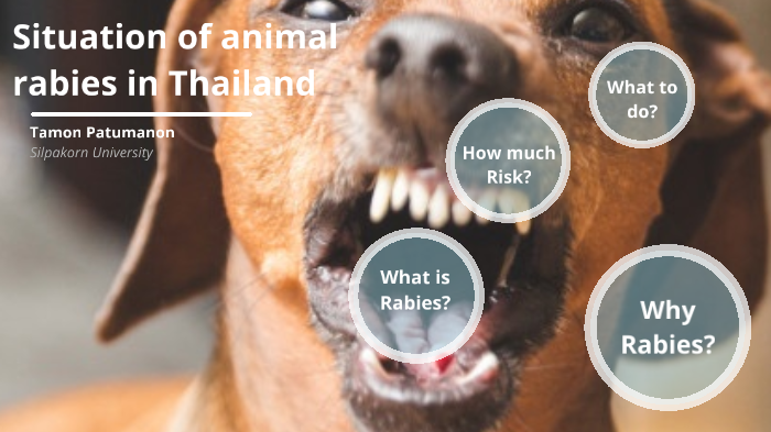 Situation of animal rabies in Thailand by TM P on Prezi