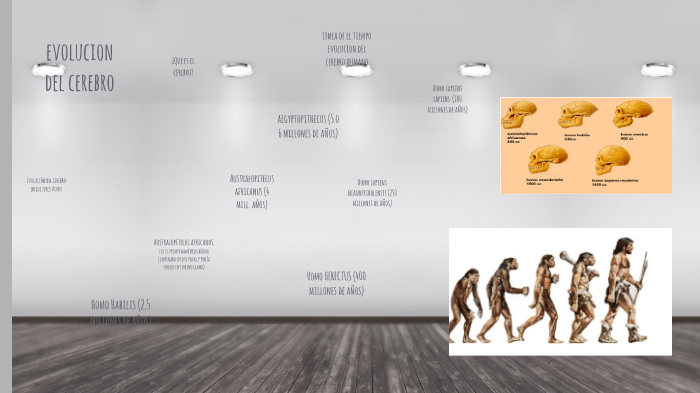 evolucion del cerebro humano by rocio rodriguez olarte on Prezi