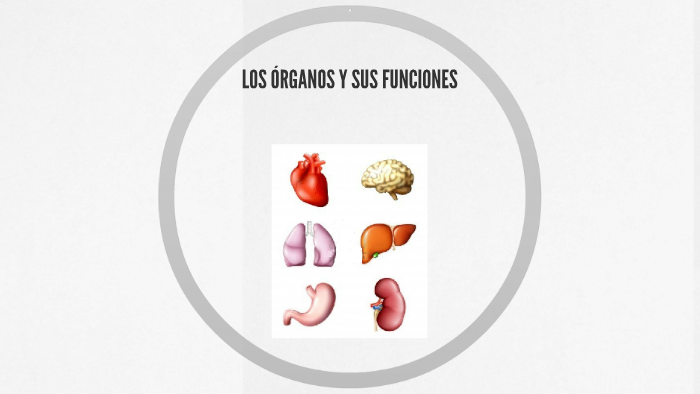 LOS ORGANOS Y SUS FUNCIONES by Ainara Sagarzazu Gonzalez on Prezi