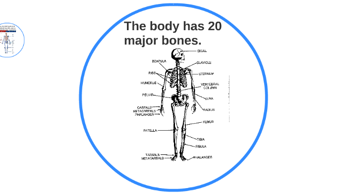 20 Major Bones by Talya Washington on Prezi
