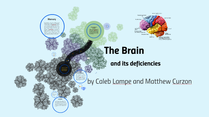 The Brain by Matthew Curzon on Prezi