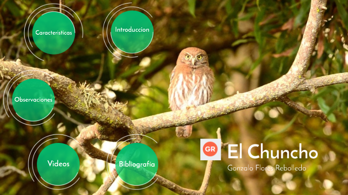 El Chuncho (Ave) by Gonzalo Rebolledo Ruiz on Prezi
