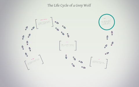 life cycle of a wolf by tyrone bay on Prezi