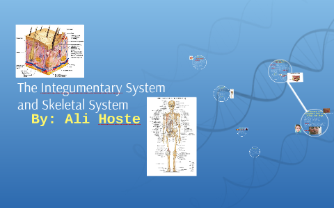 The Integumentary System and Skeletal System by Alexandra Hoste on Prezi