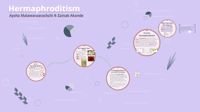 Hermaphrodite In Humans