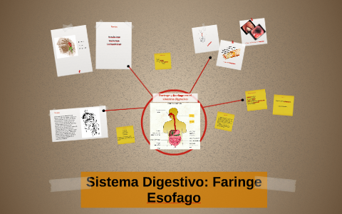 Sistema Digestivo: Faringe Esofago by Ivo Nicolas Barcia on Prezi