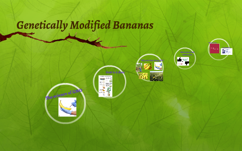 Genetically Modified Bananas by Marcos Acosta on Prezi