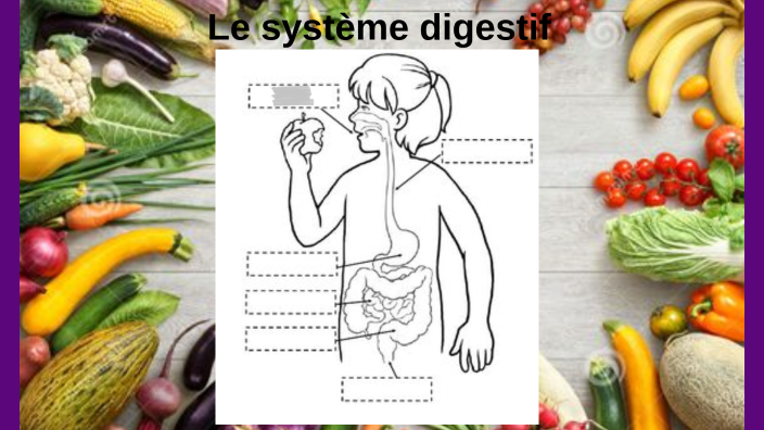 Le système digestif by Julie Debuyser on Prezi