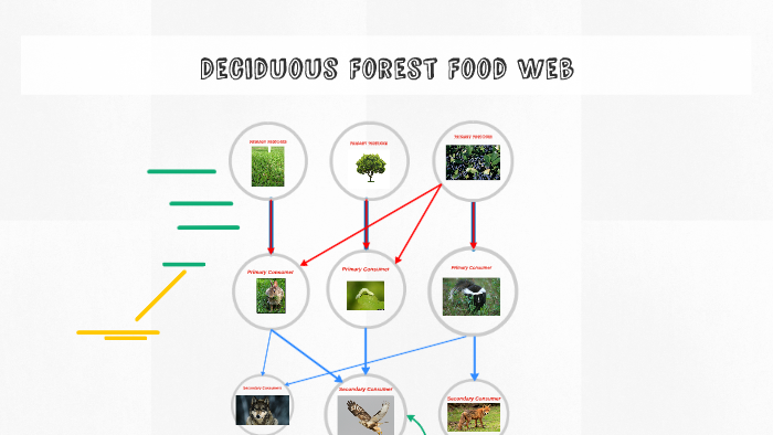 Deciduous Forest Food Web by Ethan Lunsford on Prezi