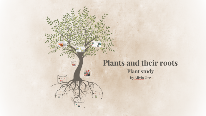 Plants and their roots by alivia orr on Prezi