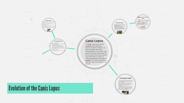 Evolution of the Canis Lupus by Kevin Kung on Prezi