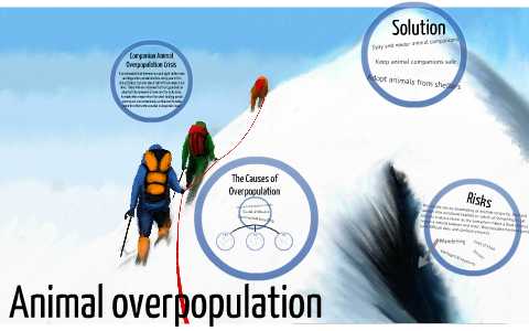 Dangers of animal overpopulation. by Kyra Norbech on Prezi