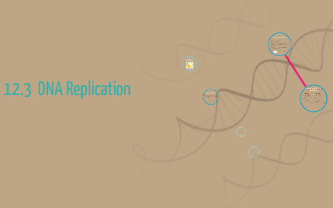 12.3 DNA Replication by Cole Hardacre on Prezi