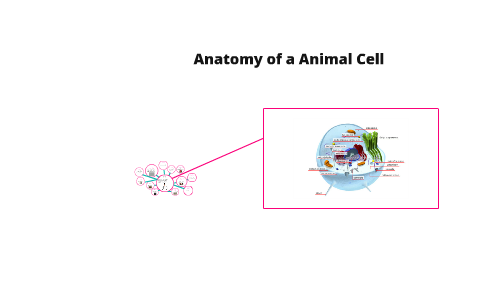 Anatomy of a Dog Cell by Zane Fitzsimmons on Prezi