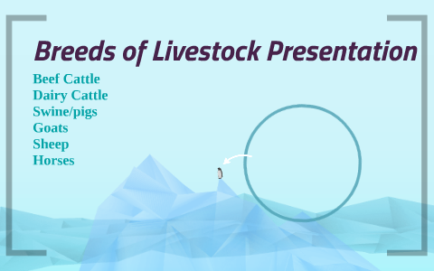 Breeds of Livestock Presentation by jenna mull on Prezi